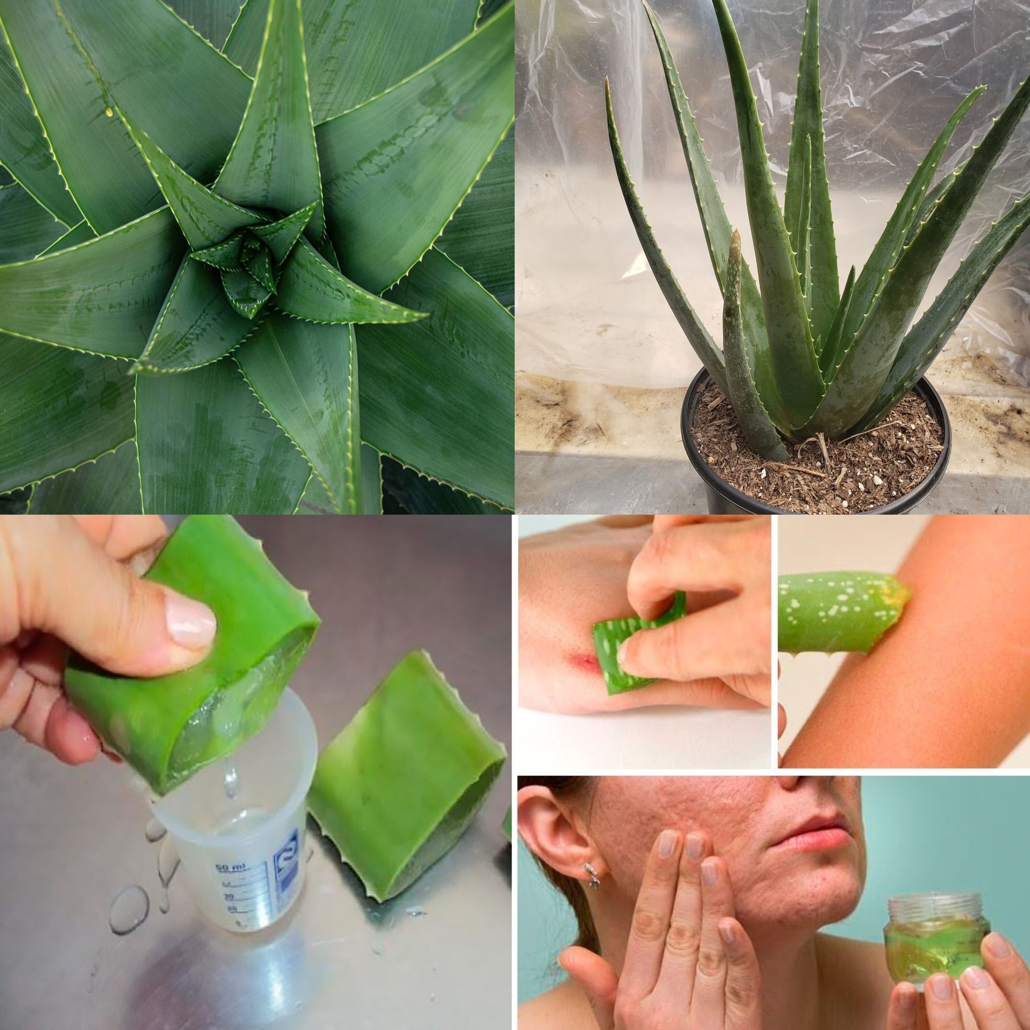 7 Reasons to Rub Aloe Vera on Your Face and Skin: Unlocking Aloe Vera’s Benefits for Skin Health ...