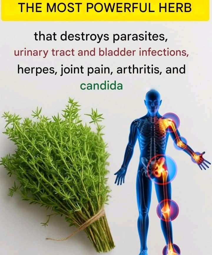 Thyme: The Natural Remedy for a Variety of Health Problems – Best Recipes